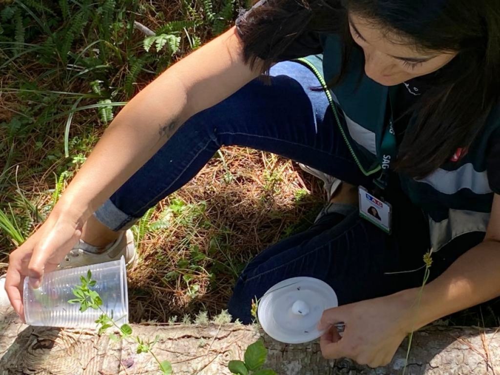 SAG utiliza controlador biológico para combatir plaga forestal en la ...