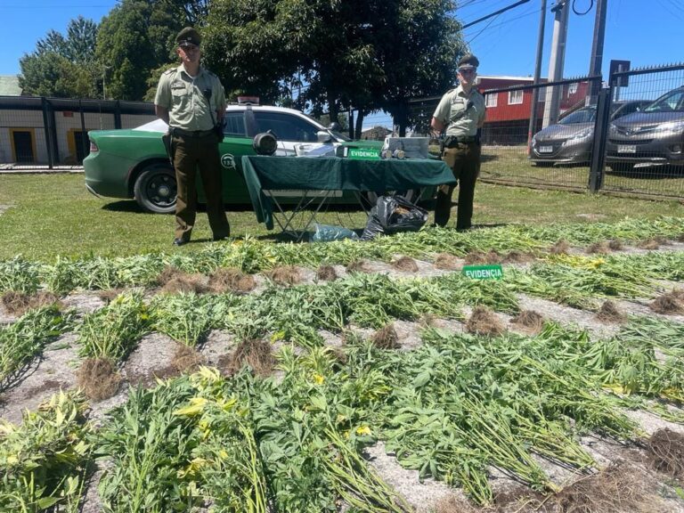 OS-7 de Carabineros encuentra plantación de marihuana en Puerto Varas - RadioSago