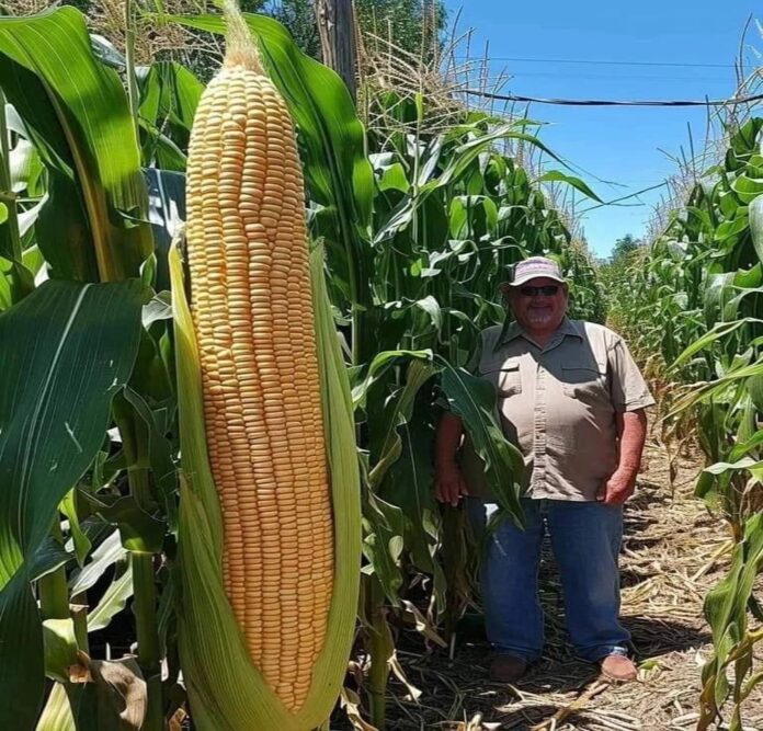 El choclo más grande del mundo es de Chile y se encuentra en La Ligua ...