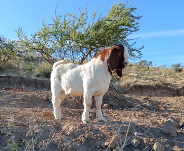 Caprinos "Boer", raza cárnica que es el "Angus" de su especie - RadioSago