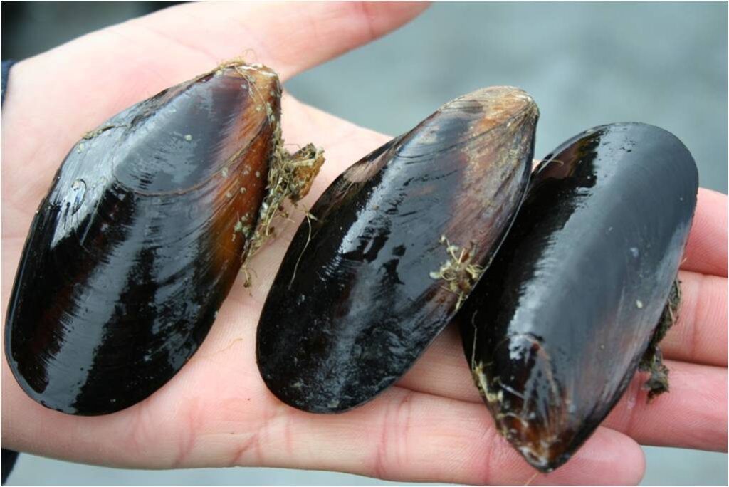 Investigación desarrollará arrecifes artificiales a partir de las conchas del chorito chileno ...